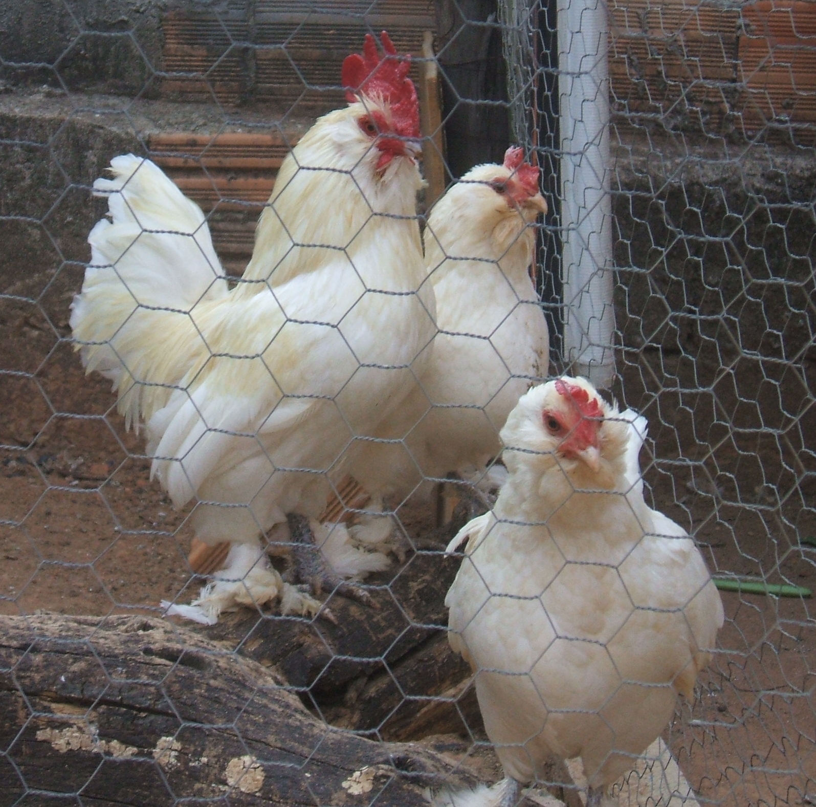 Chicken Place - Galinhas Ornamentais